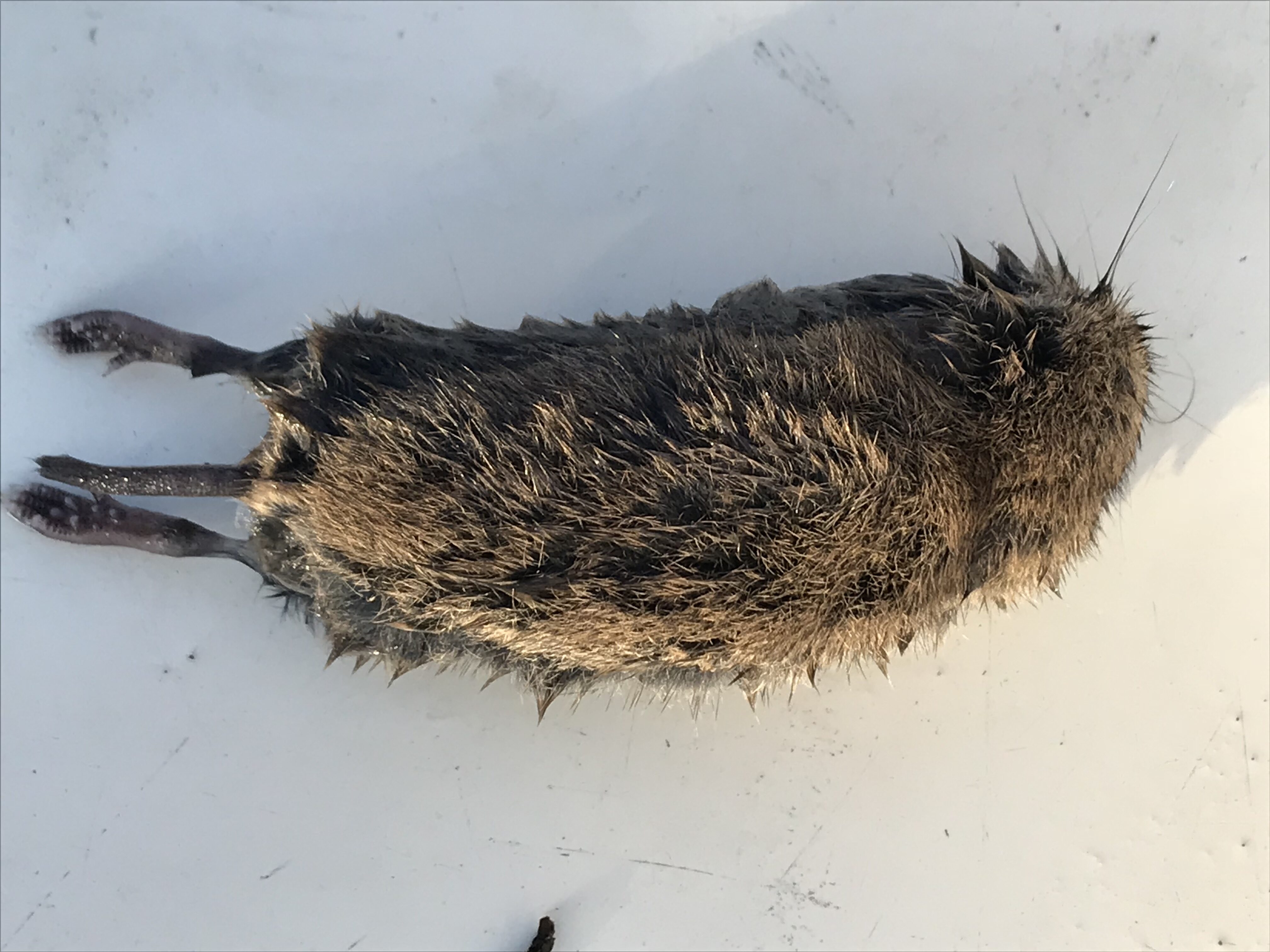 Skoglemen (Myopus Schisticolor) - Avisa Hemnes