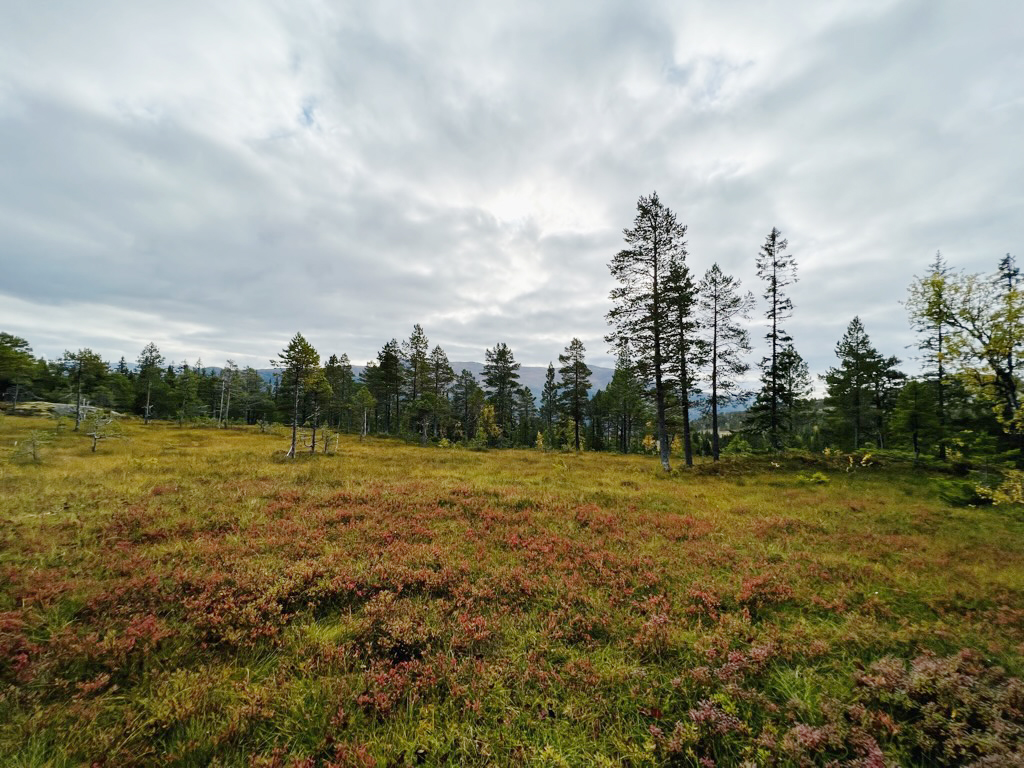 Sier ja til nytt vern i myra – men vil ha unntak for grunne arealer ...